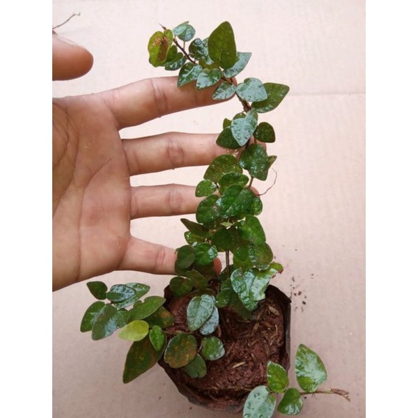 Jual TANAMAN RAMBAT DOLAR DAUN KECIL | Shopee Indonesia