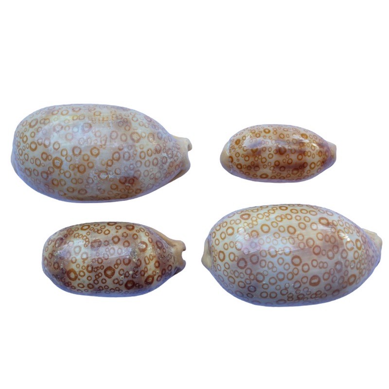 Jual COWRIE SHELL CYPRAEIDAE ARGUS CYPRAEA ARGUS VENTRICOSA ARESTORIDES ...