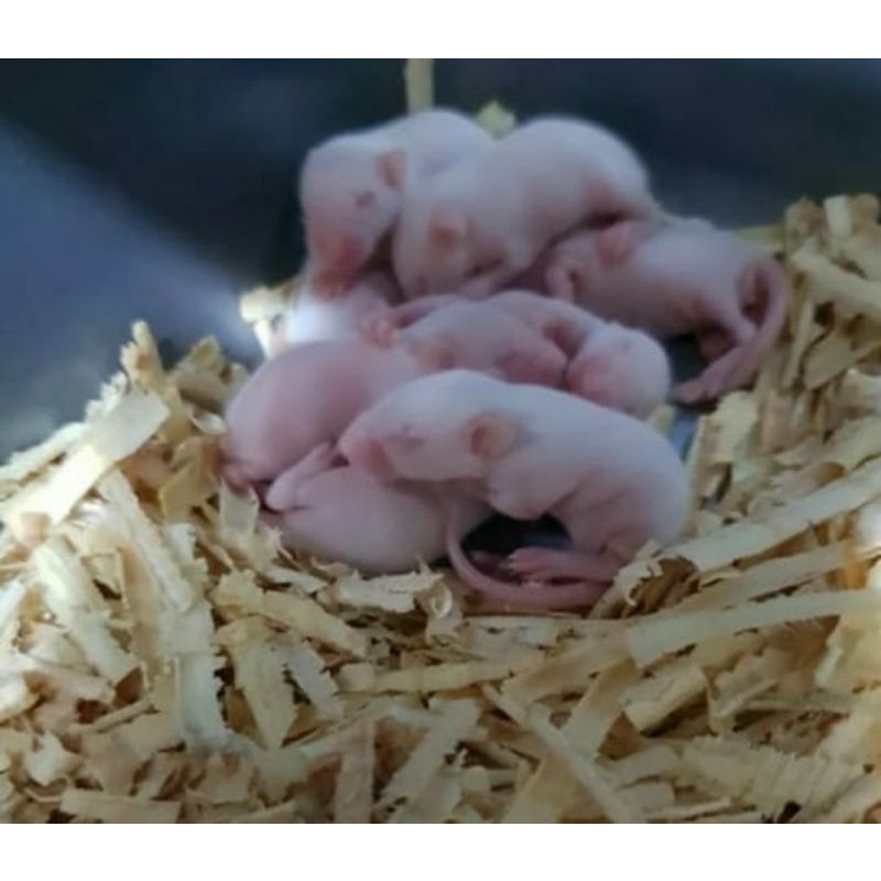 Jual mencit pinkbul..harga yang tertera untuk isi per 1 ekor | Shopee ...