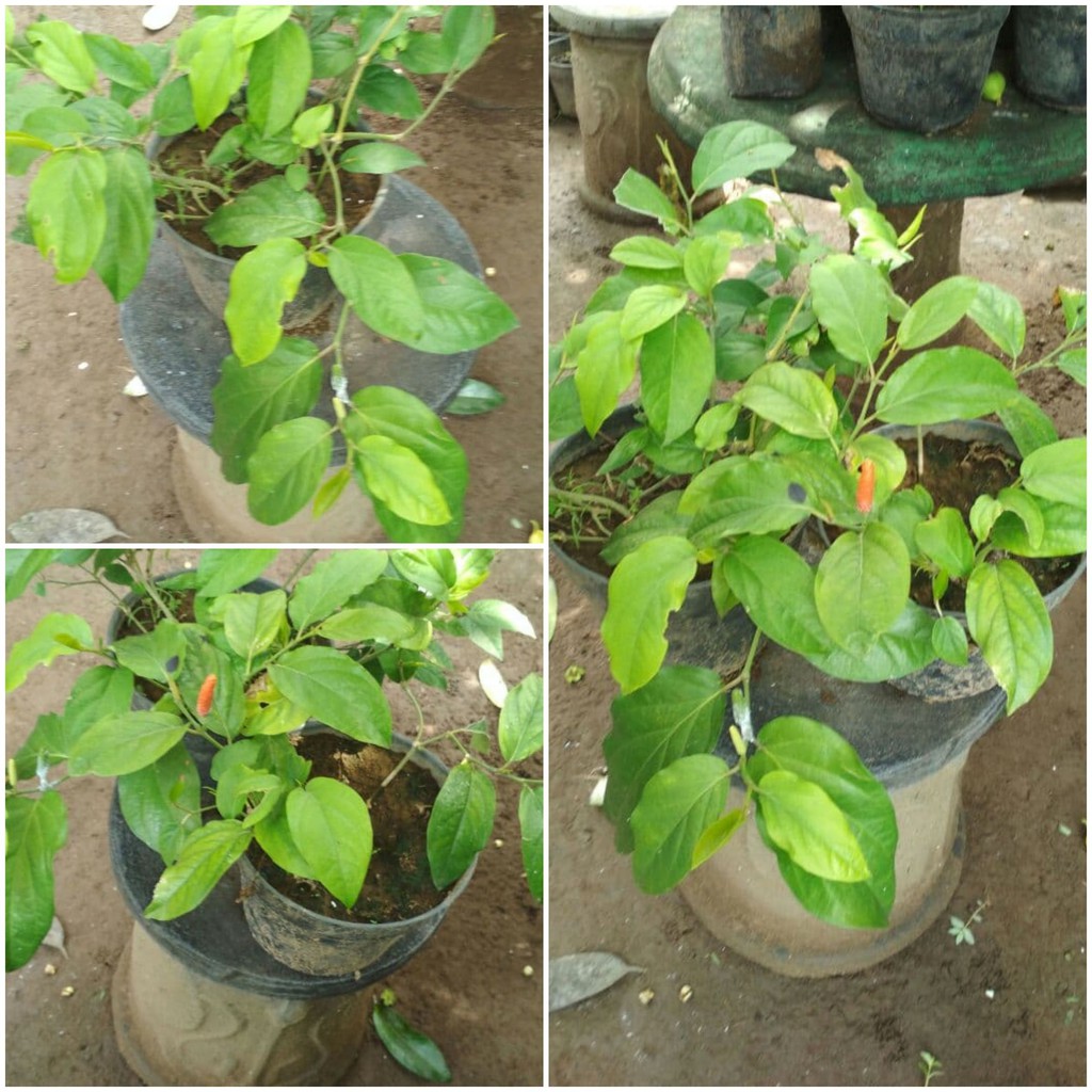 Jual Paket 5 BIBIT CABE JAWA kebun (lokal) | Shopee Indonesia