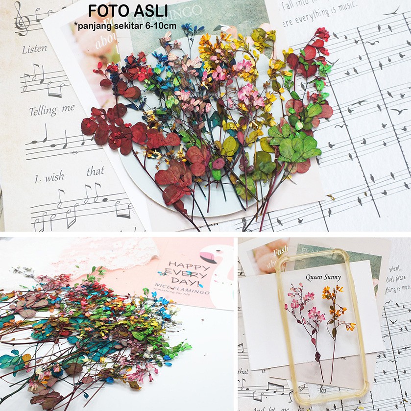 Jual Bunga Kering Asli Herbarium Locust Berry Real Pressed Flowers ...