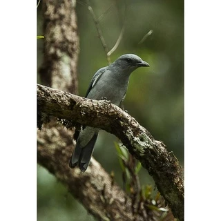 Jual Burung Kepodang Terlengkap & Harga Terbaru September 2024 | Shopee ...