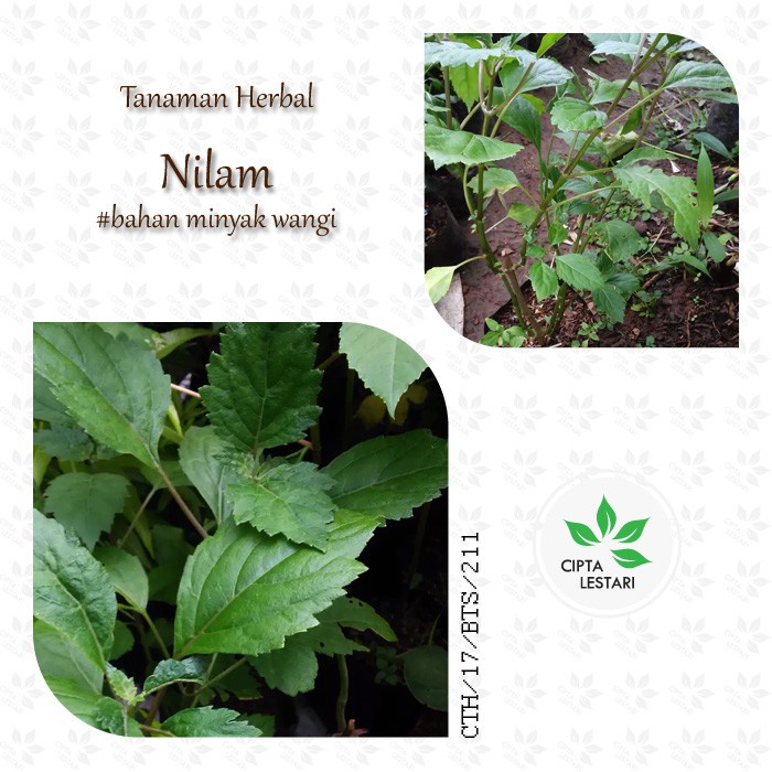 Jual TERBARU Bibit Tanaman Nilam Pohon Daun Nilam HARGA HANCUR | Shopee ...