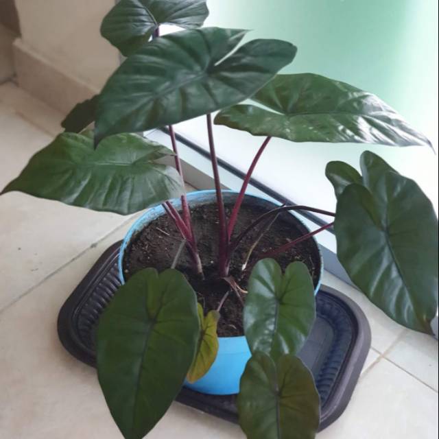 Jual Tanaman hias keladi hitam / keladi daun hitam / sente hitam ...