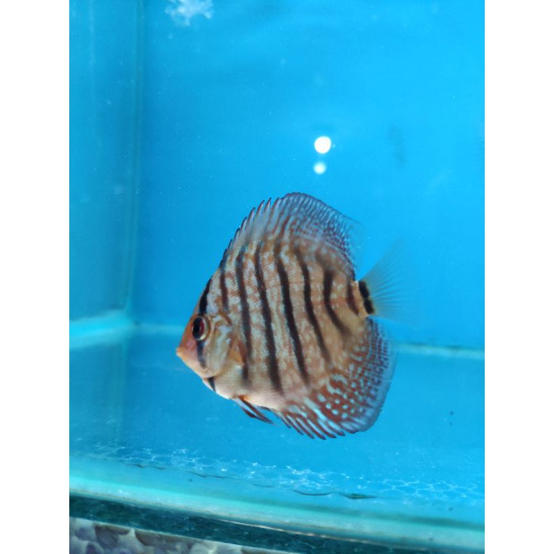 Jual Ikan Discus Heckel 2" | Shopee Indonesia