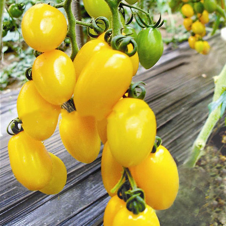 Jual Kedai 8 Benih Biji Buah Tomat Ceri Kurma Kuning Lonjong | Shopee ...