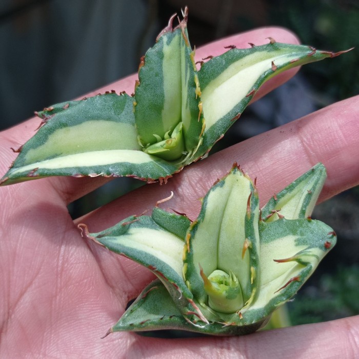 Jual agave titanota solar eclispse | Shopee Indonesia