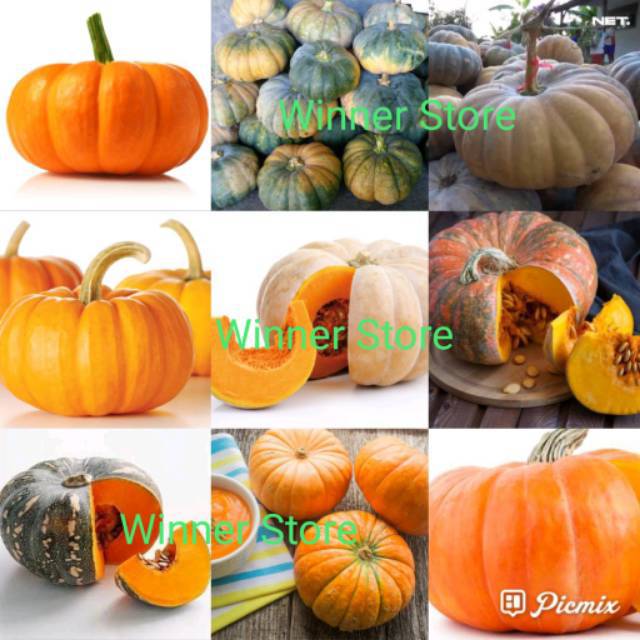 Jual Bibit Benih Tanaman Labu Kuning (10 Butir) | Shopee Indonesia