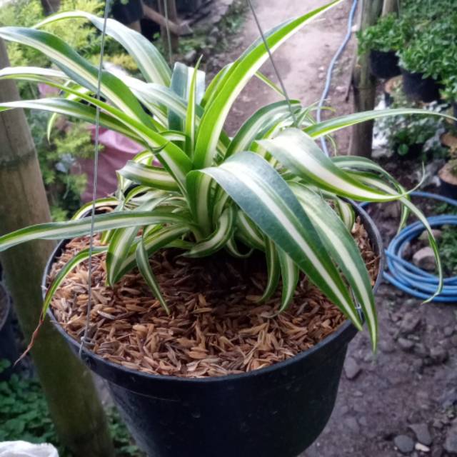 Jual Tanaman Hias Spider Plant Lili Paris Daun Lurus) | Shopee Indonesia