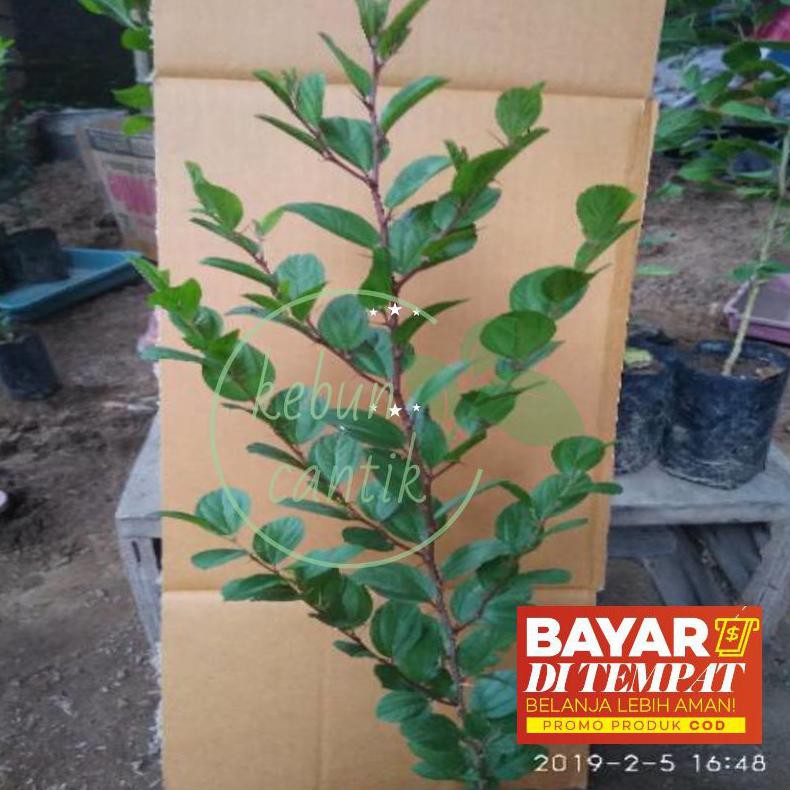 Jual Jon Pohon Bidara Bibit Bidara Tanaman Bidara Daun Bidara Arab ...