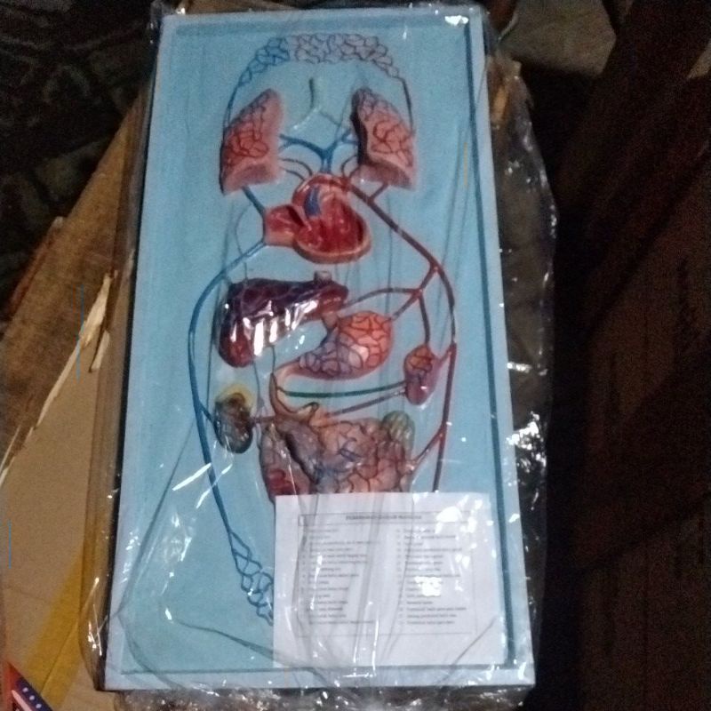 Jual Torso alat peraga IPA model penampang peredaran darah | Shopee ...