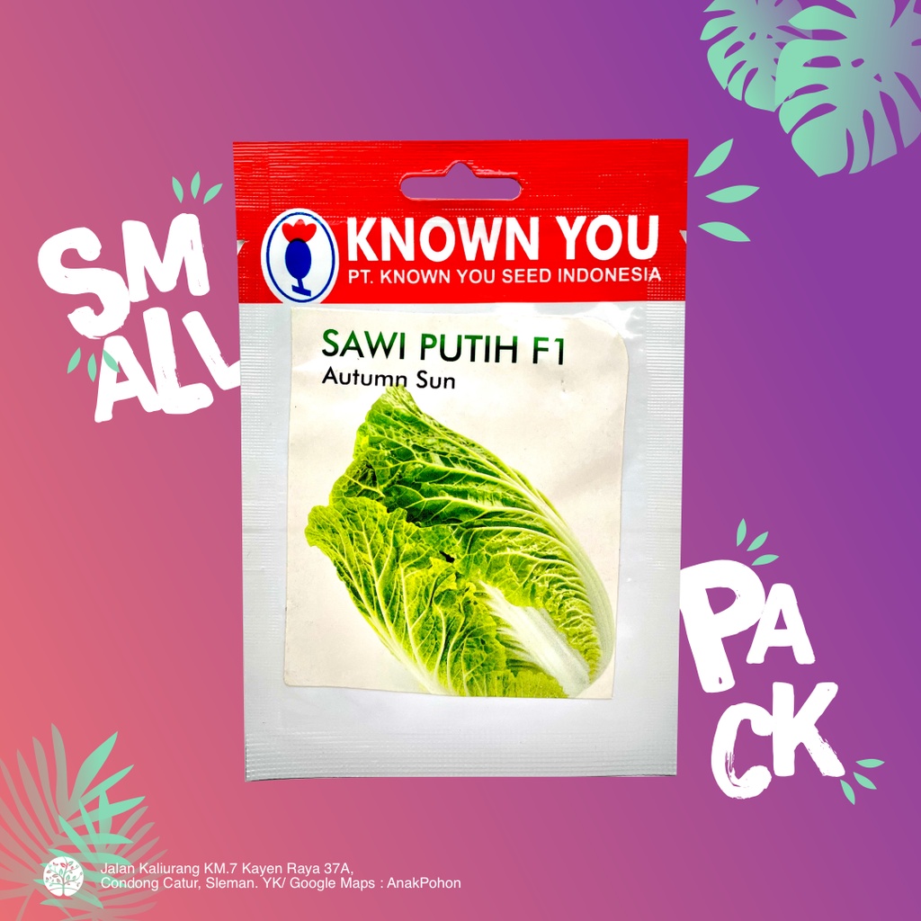 Jual (1 PACK) Benih Sawi Putih F1 Autumn Sun Chinese Cabbage Seeds ...