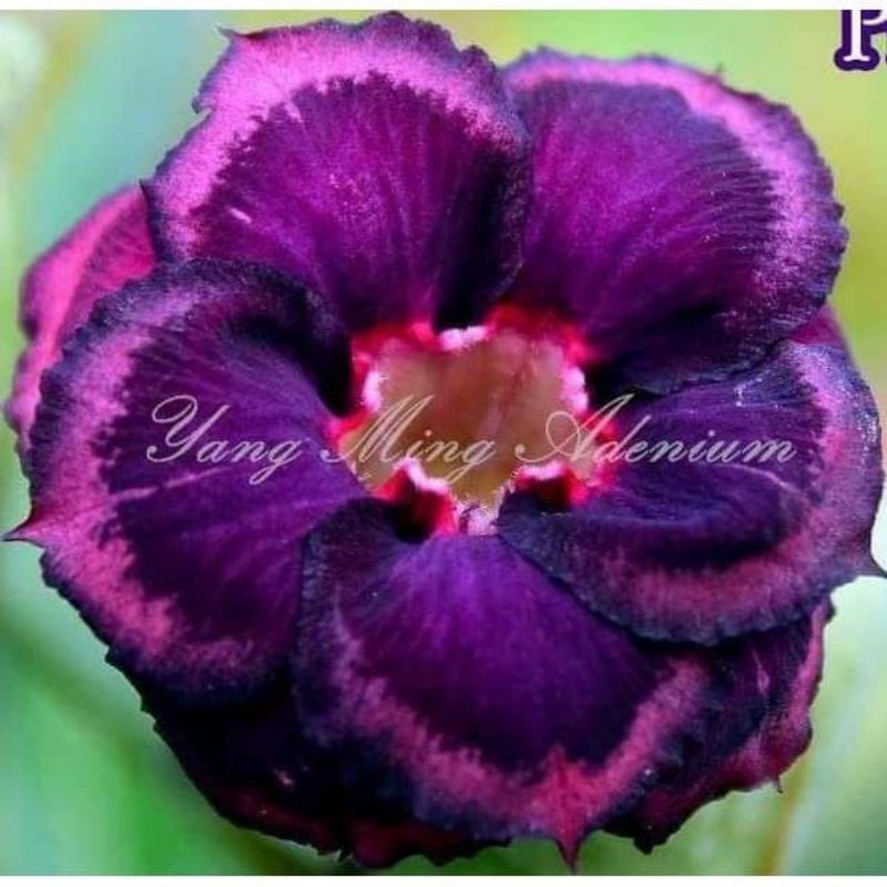 Jual READYSTOK!! ADENIUM KAMBOJA JEPANG BUNGA TUMPUK | Shopee Indonesia