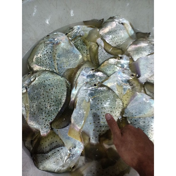 Jual ikan tapi tapi ikan laut segar harian 1kg | Shopee Indonesia