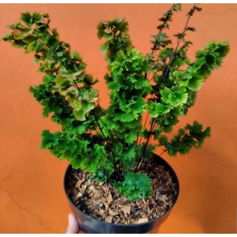 Jual Pohon Suplir Tusuk Sate Tanaman Hias Indoor Pakis Suplir Tusuk ...