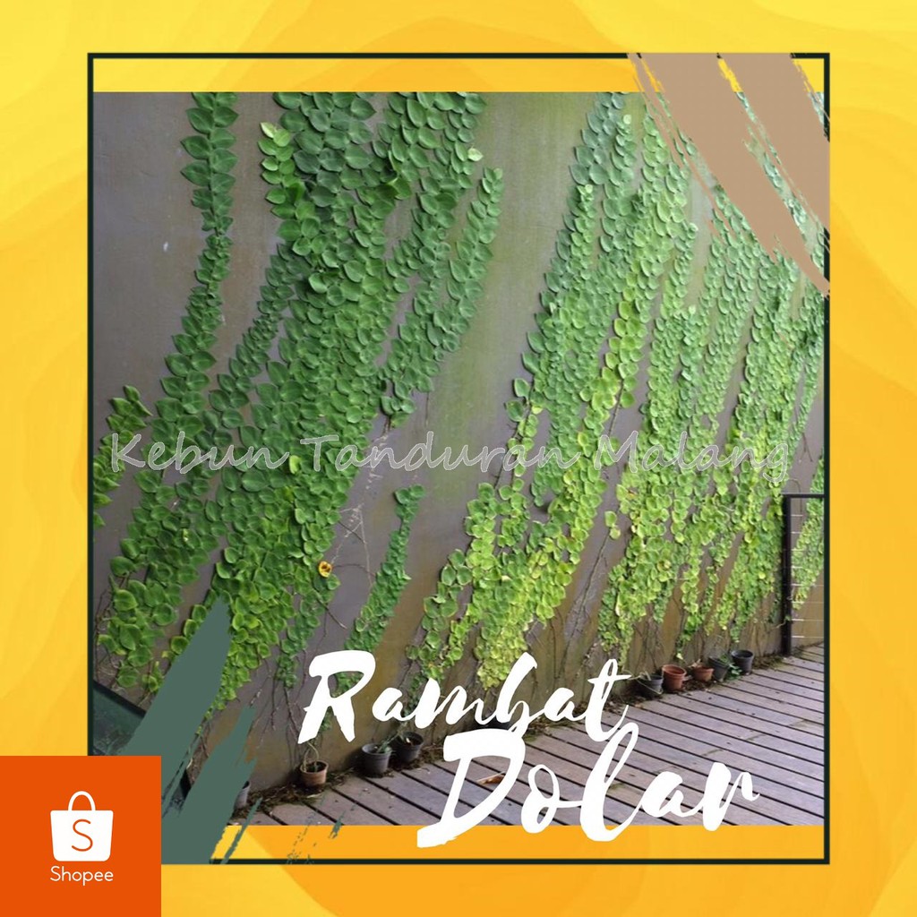 Jual Tanaman Dolar Rambat Merambat Climbing Dollar Besar Berkualitas ...