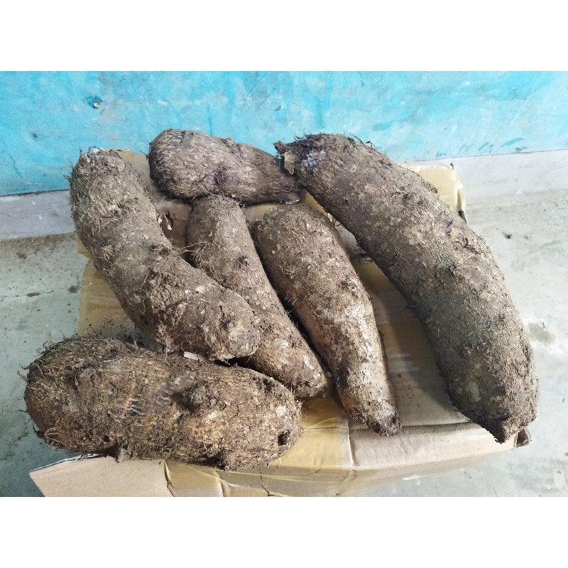 Jual Talas/mbote#mbote gunung kawi 1 kg | Shopee Indonesia