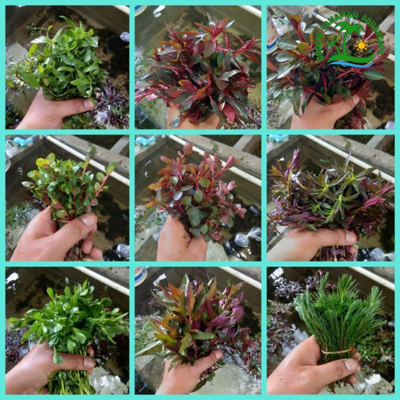 Jual Paket Hemat Mix 100 Batang Tanaman Aquascape - Paket Campur ... Jual Paket Hemat Mix 100 Batang Tanaman Aquascape - Paket Campur ...