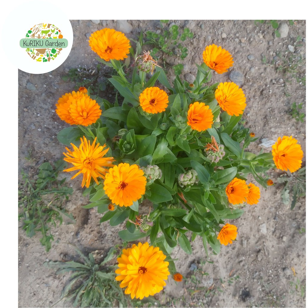 Jual Benih Biji Bunga Calendula Fiesta Gitana - 10 benih/pack | Shopee ...