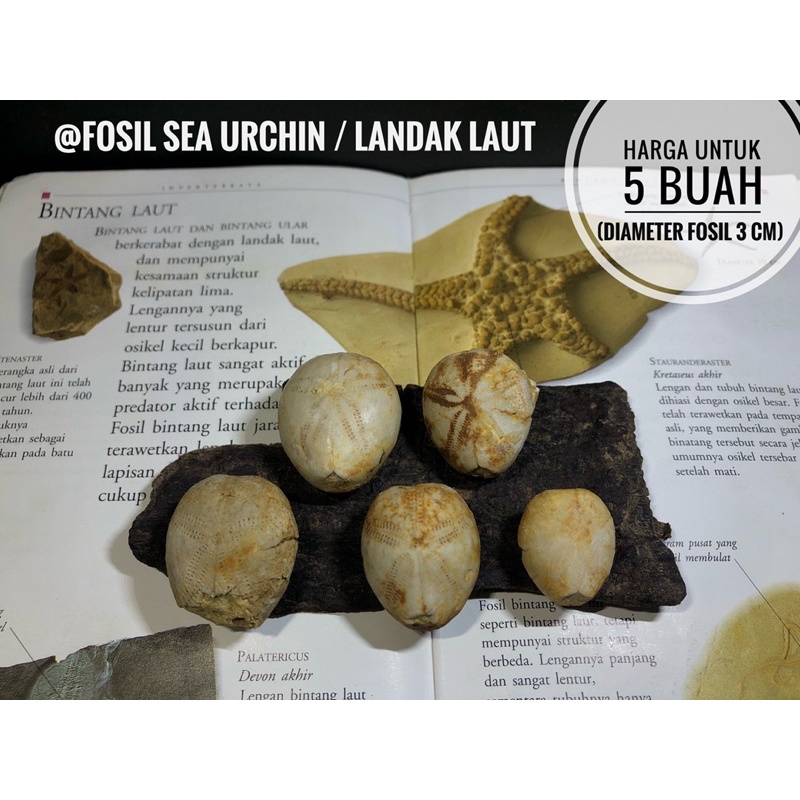Jual Fosil Bintang Laut B19 atau Fosil Landak Laut atau Fosil Bulu Babi ...