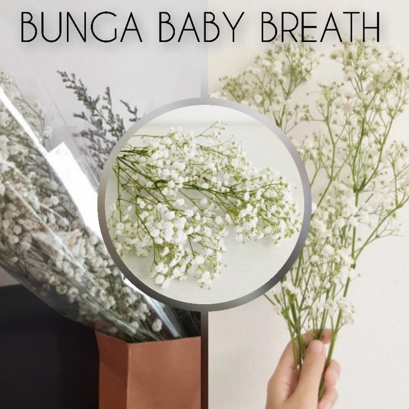 Jual bunga baby breath asli | Shopee Indonesia