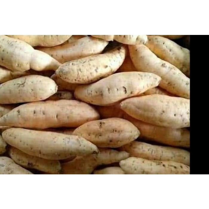 Jual Ubi Putih 500 gr | Shopee Indonesia