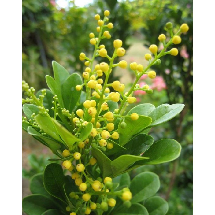 Jual Tanaman Pacar Cina (Aglaia odorata Lou )“Chinese Perfume Plant ...