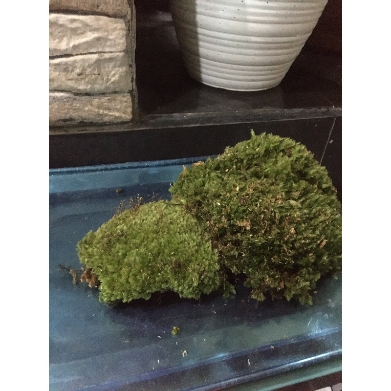 Jual Media Tanam Living moss / Lumut Hutan / lumut Hidup/ Moss lumut ...