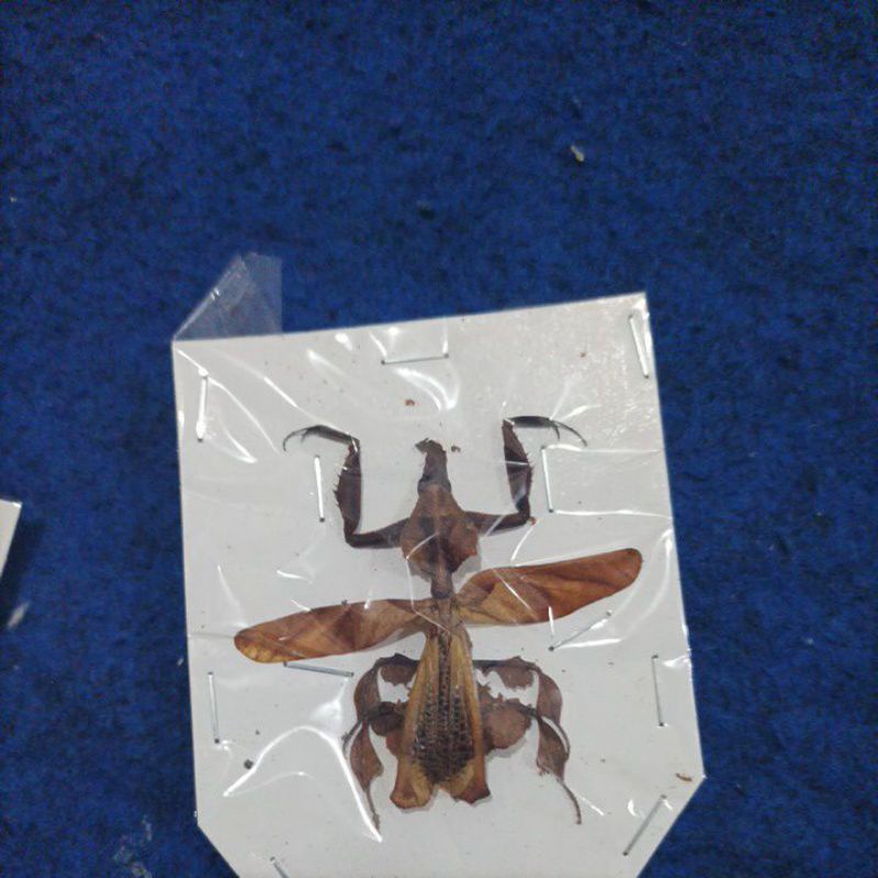 Jual taxydermi awetan belalang sembah ghost mantis ordo mantodea ...