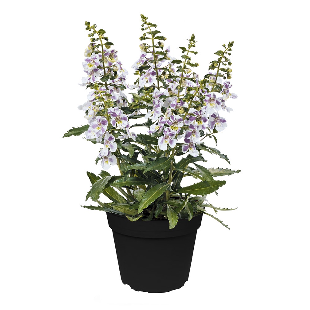 Jual Tanaman Bunga Lavender Angelonia - Bunga Hias Angelonia Berbunga ...