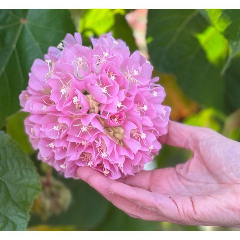 Jual New Tanaman Hias Bugenvil Bunga Kertas Bangkok Pink Shopee