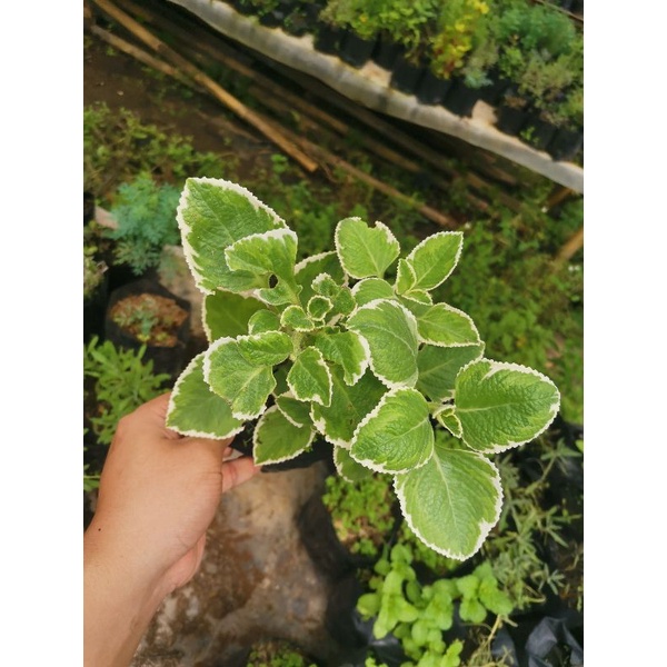 Jual Tanaman herbal daun jinten putih / jintan putih / Cuminum cyminum ...