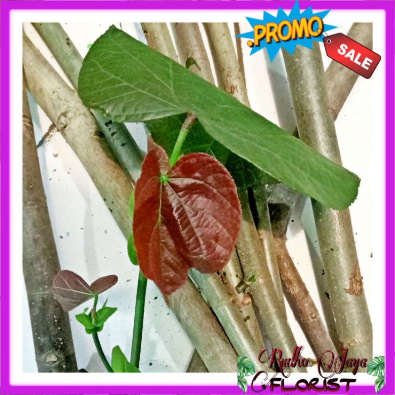 Jual STEK / FRESH CUTTING WARU PUCUK MERAH ( BELI 5 GRATIS 1 ) | Shopee ...