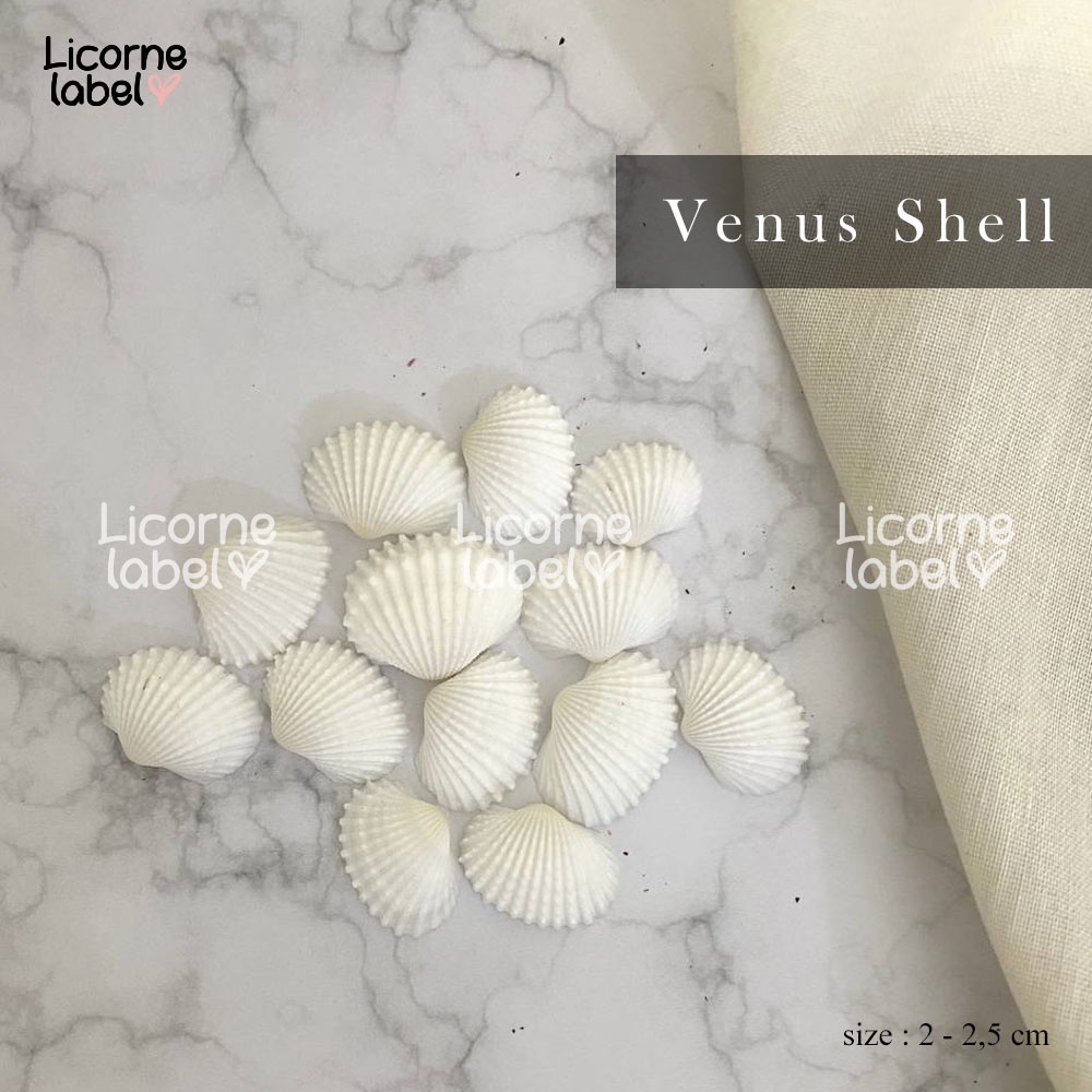 Jual Sea Shell untuk Decor / Kulit Kerang / Bintang Laut Starfish craft / hiasan scrapbook lilin ...