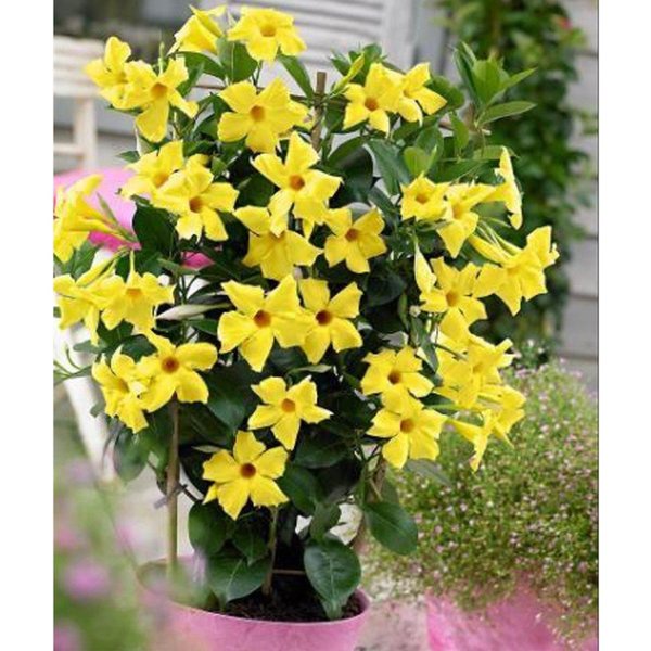 Jual Tanaman Bunga Mandevilla Merambat | Shopee Indonesia