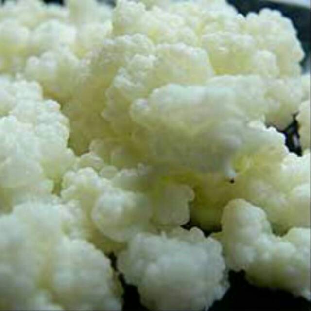 Jual Bibit kefir grain asli murni 10000% fresh milk grade A 50 gr ...
