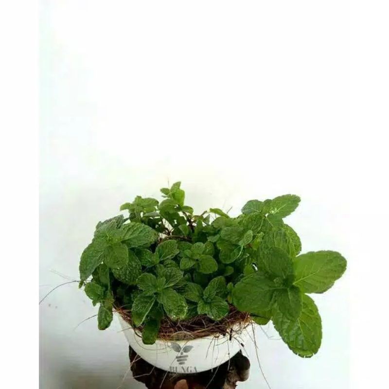 Jual Daun Mint (dapat di konsumsi) | Shopee Indonesia