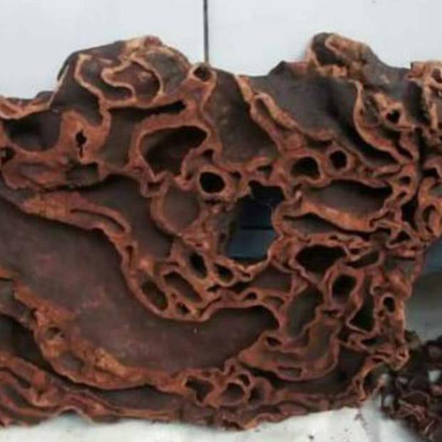 Jual Sarang Semut Asli Papua 100gram | Herbal Sarmut Papuana ( izin ...