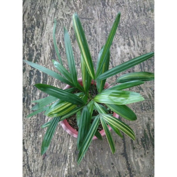 Jual palem waregu variegata | Shopee Indonesia