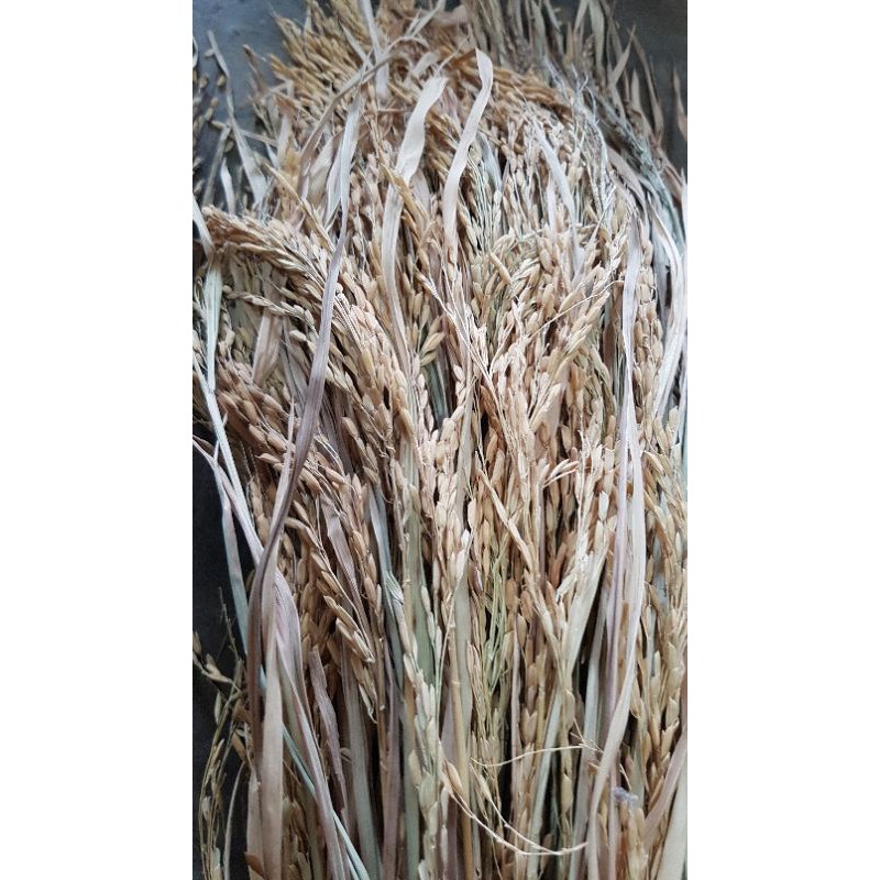 Jual JERAMI UTUH, JERAMI PADI UTUH 1KG | Shopee Indonesia