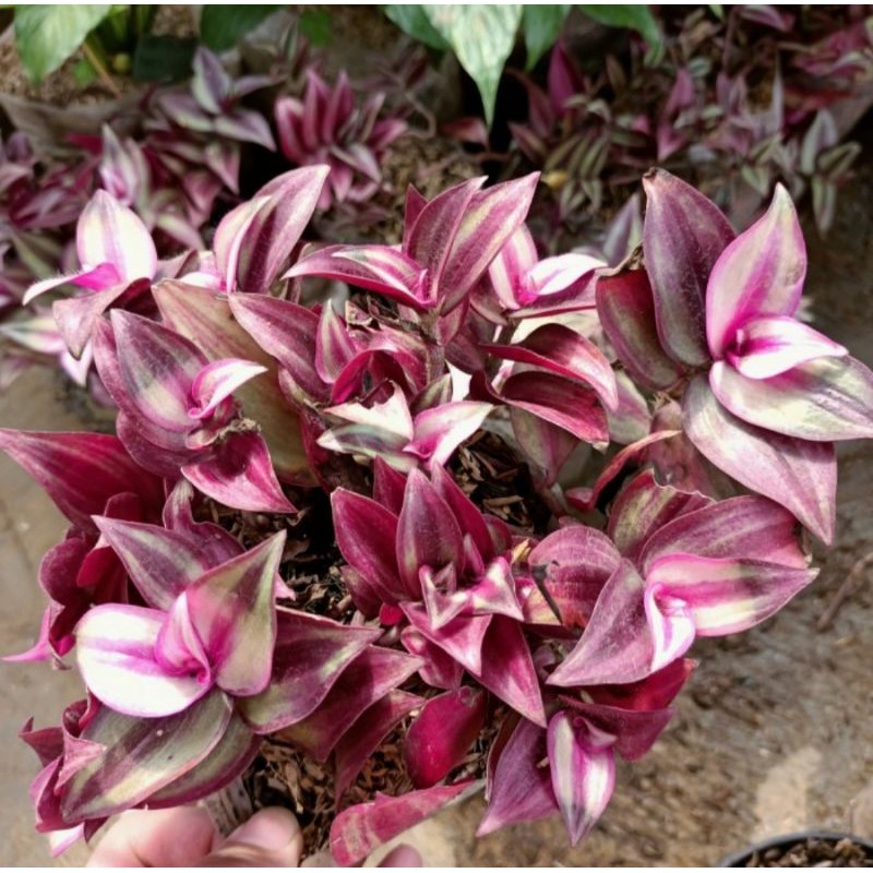 Jual tanaman gantung gewor zebrina, tradescantia zebrina, foto asli ...