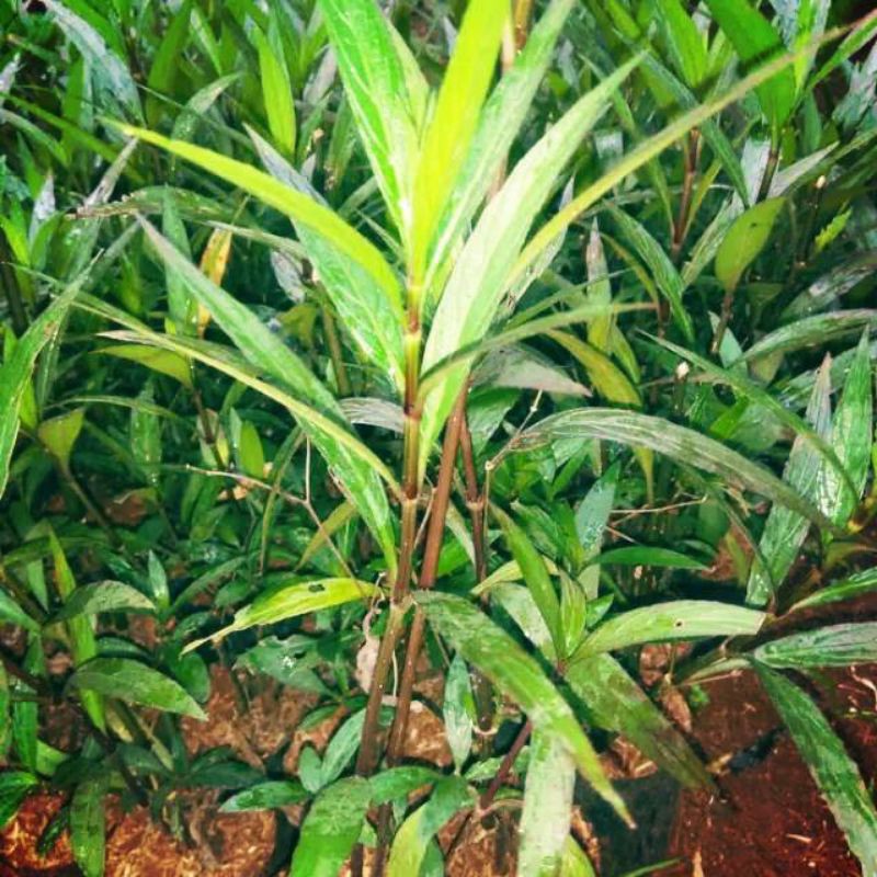 Jual tanaman hias ararea bunga ungu / ararea ungu / tanaman hias ...