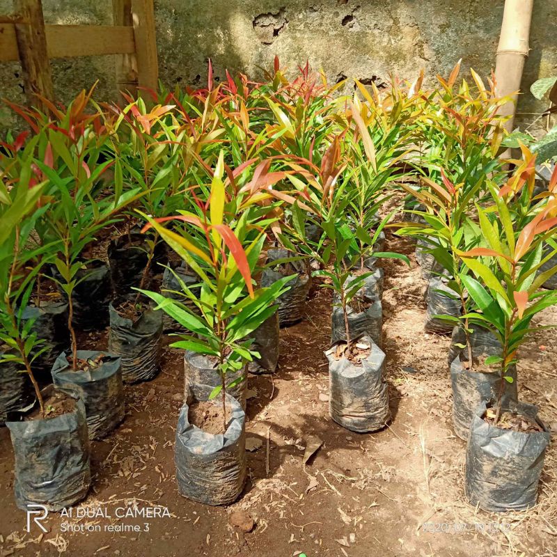 Jual Bibit tanaman pucuk merah super | Shopee Indonesia