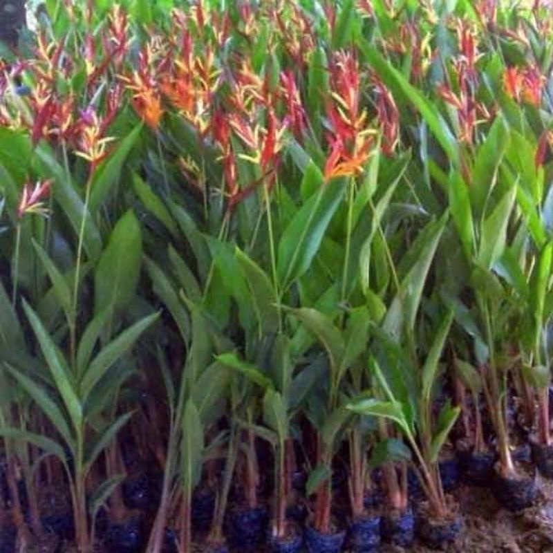 Jual Paket Tanaman Hias Outdoor - Pisang Bogor / Helicornia | Godong ...