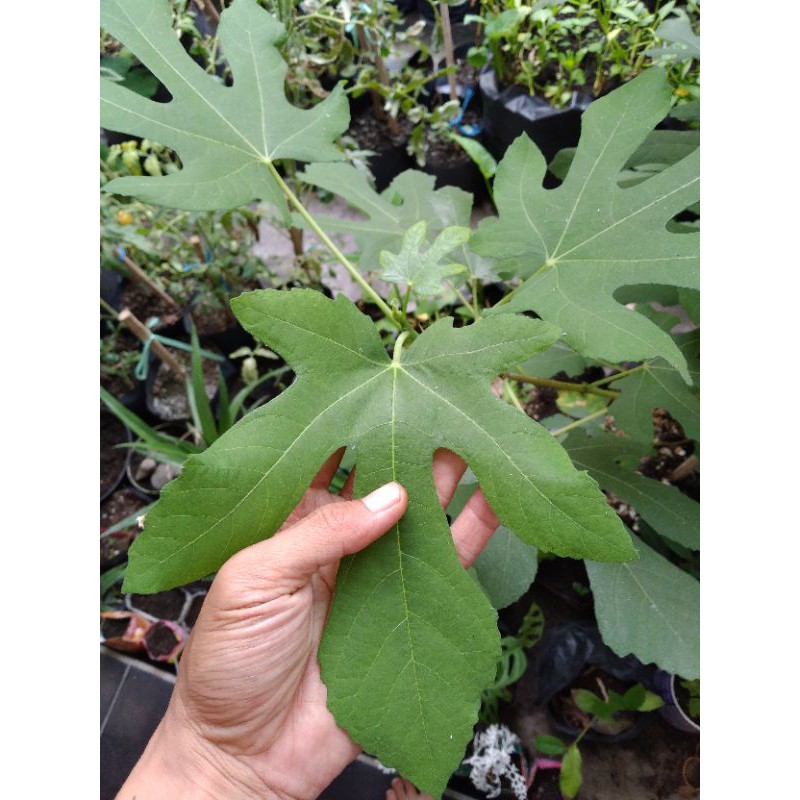 Jual Daun tin segar 1 Kg. Varian daun 20 jenis | Shopee Indonesia