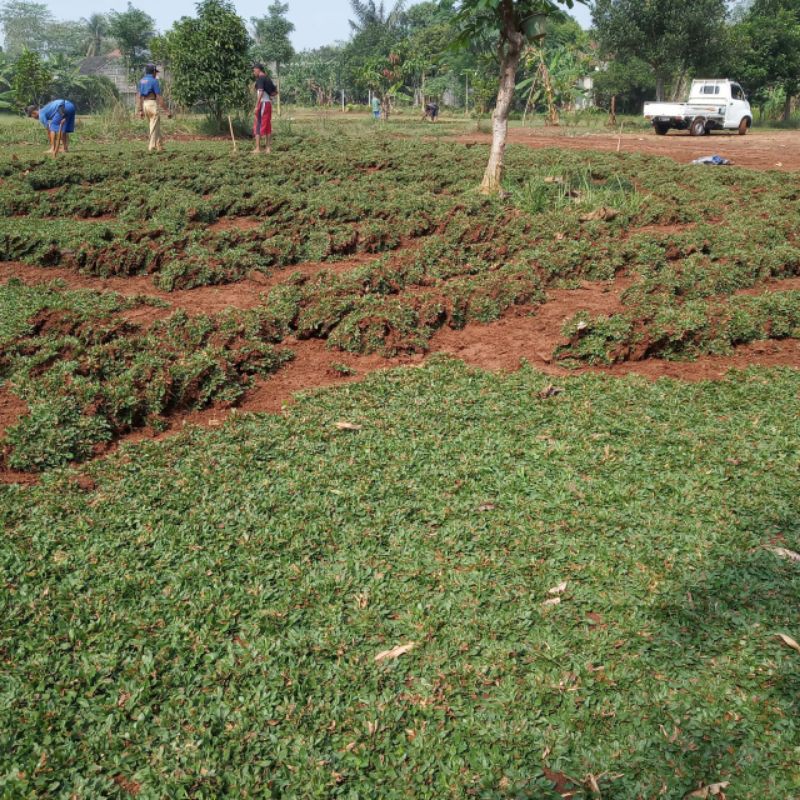 Jual Rumput gajah mini / bibit rumput gajah mini | Shopee Indonesia