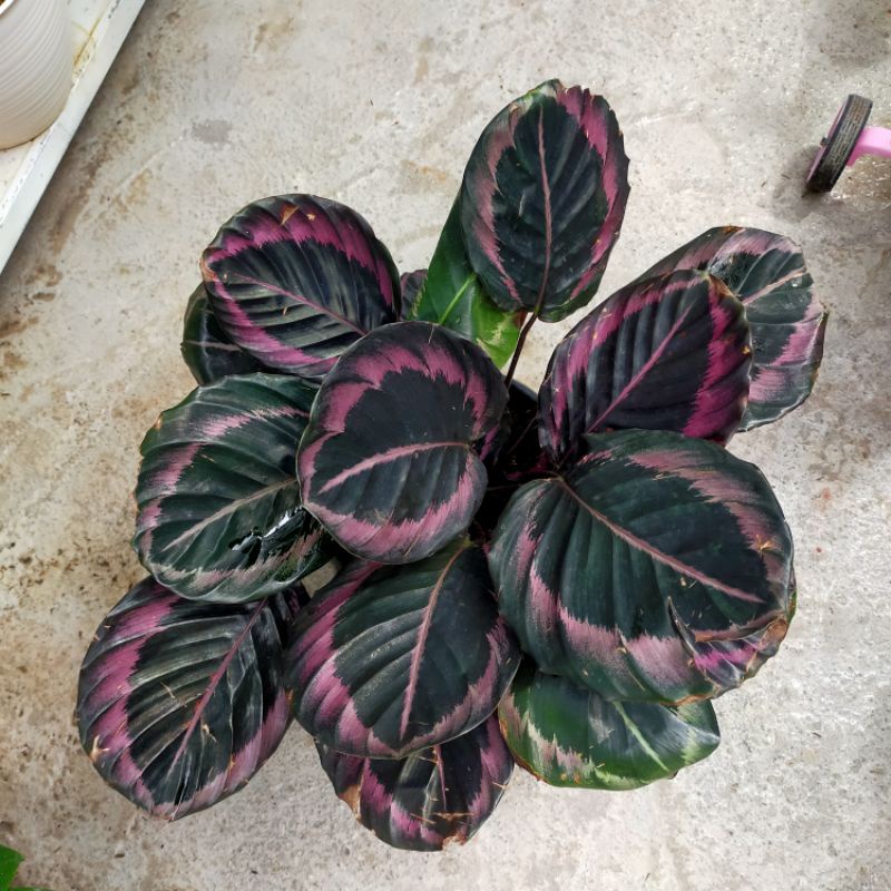 Jual calathea princess Jessy | Shopee Indonesia