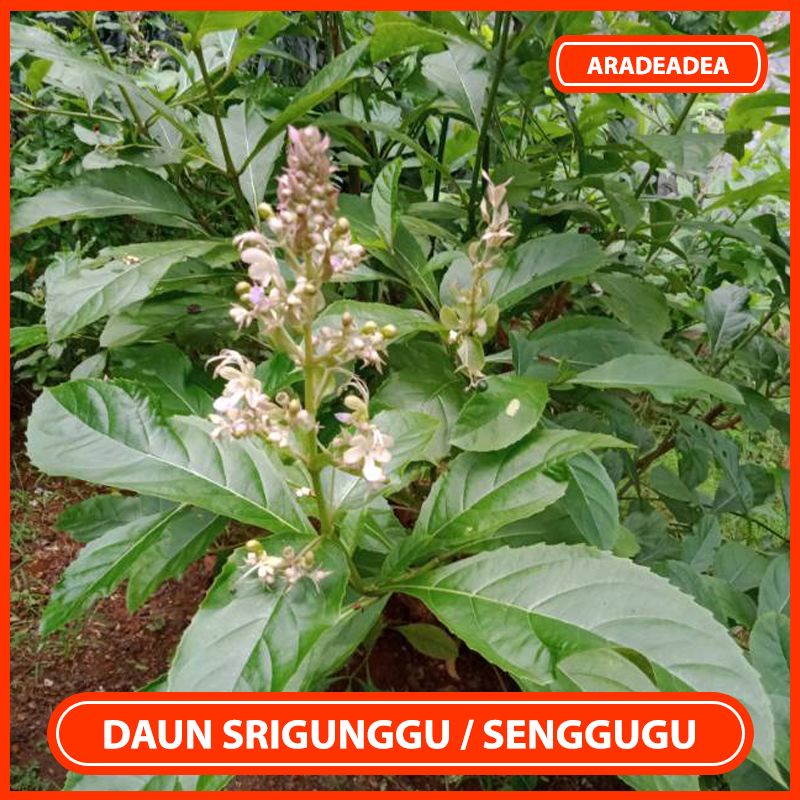 Jual Daun Senggugu Srigunggu Segar Organik Tanpa Pestisida | Shopee ...