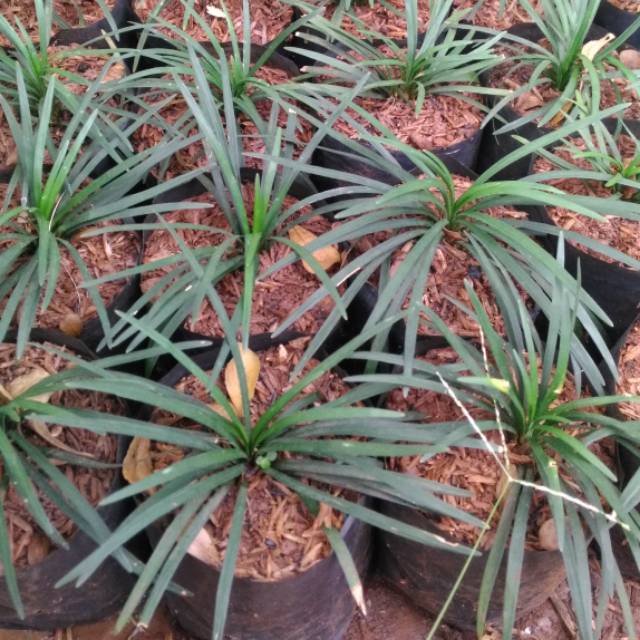 Jual Pohon Kucai Mini | Shopee Indonesia