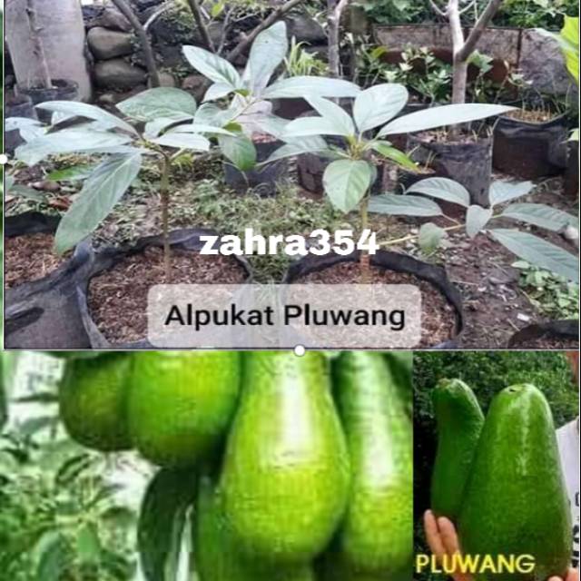 Jual BIBIT ALPUKAT PLUANG OKULASI 50CM // ALPUKAT PLUWANG | Shopee ...